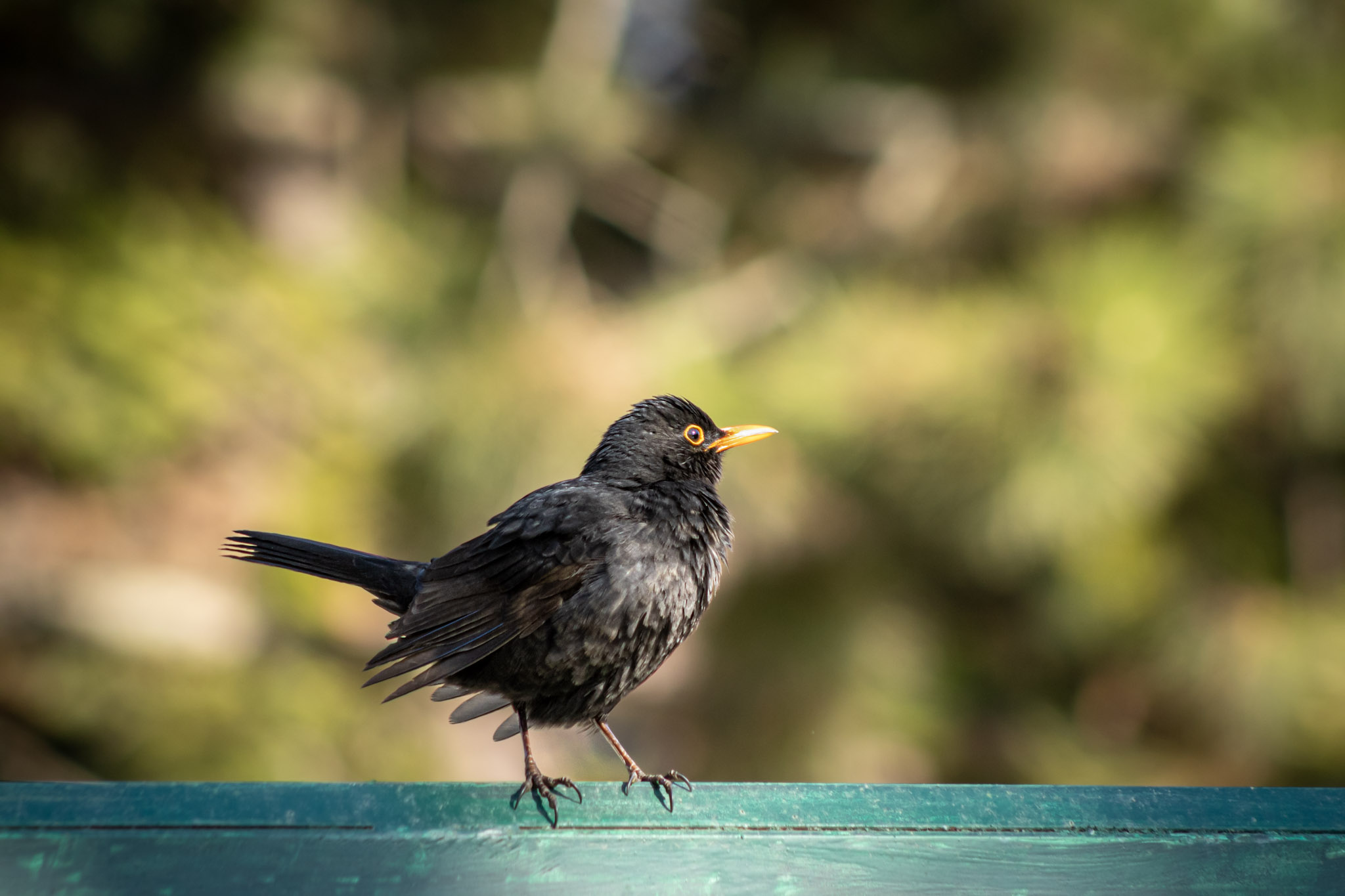 Monitoring Opnsense With Zabbix And Grafana